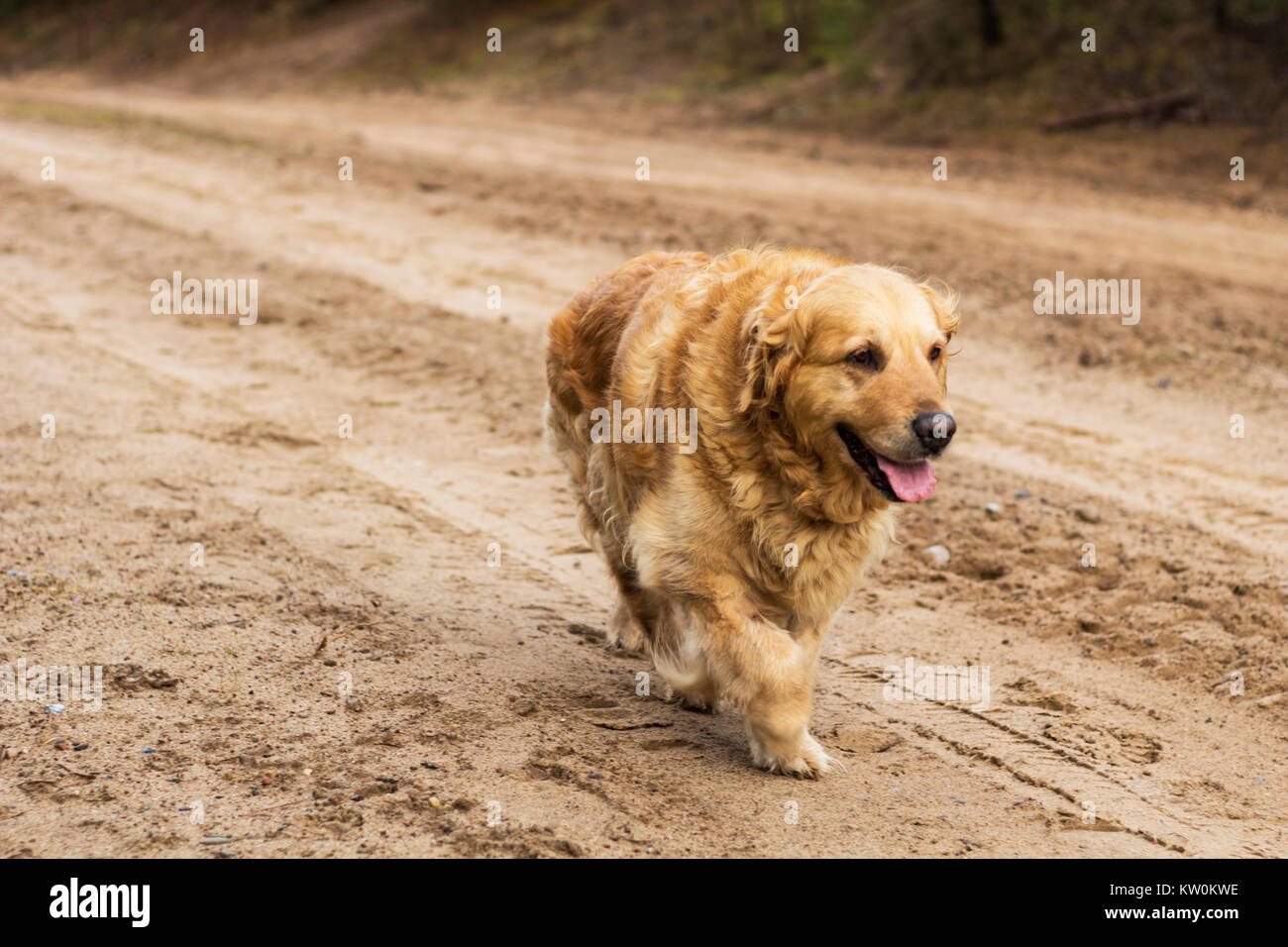 golden retriever dog outdoor portrait Stock Photo - Alamy