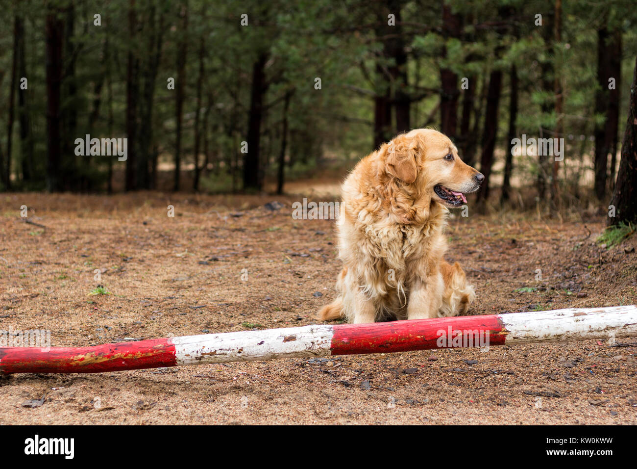 golden retriever dog with barrier Stock Photo - Alamy