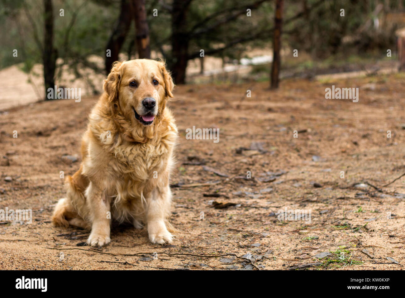 golden retriever dog outdoor portrait Stock Photo - Alamy