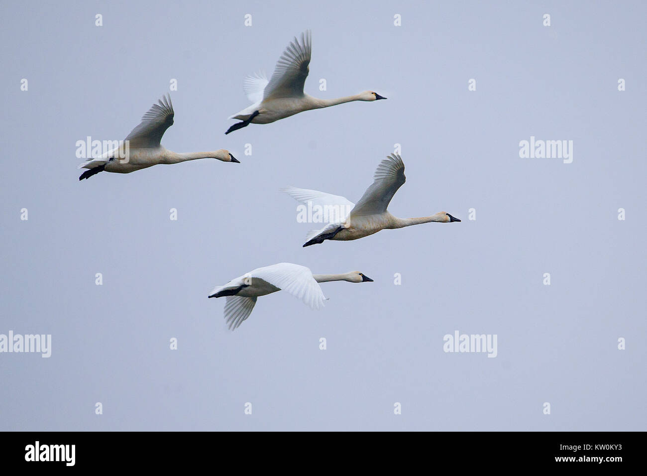 Migrating Tundra Swans resting on Lake Mendota near Warner Park Beach ...
