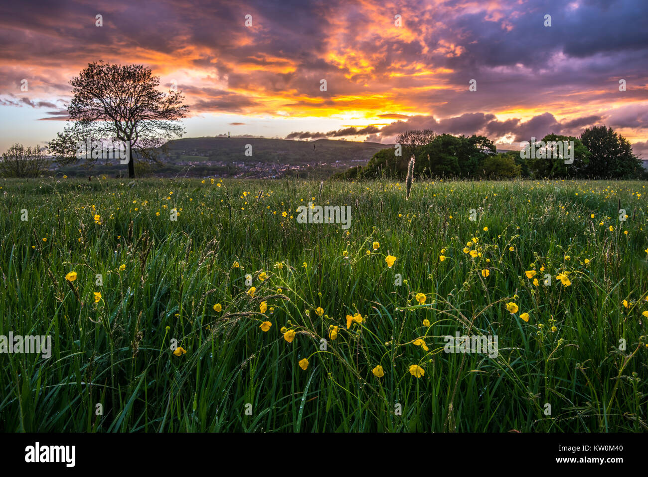 Holcombe english hi-res stock photography and images - Alamy