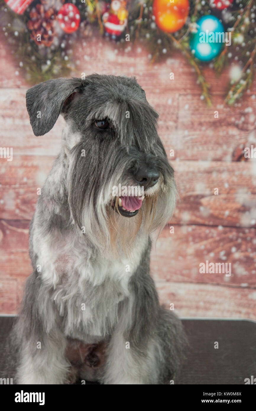 Standard schnauzer portrait Stock Photo - Alamy