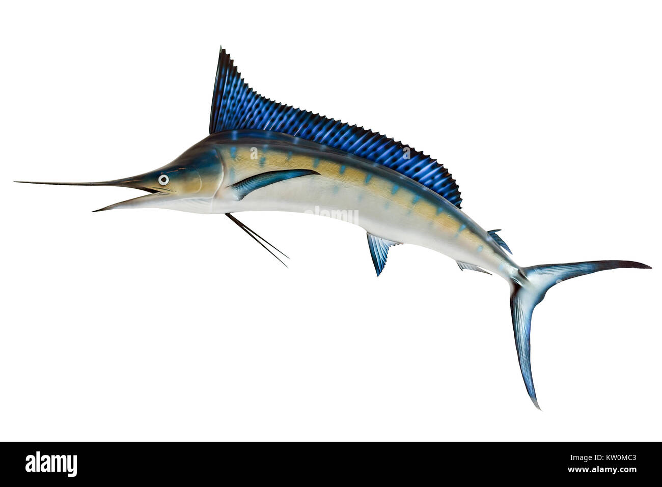 Mounted Blue Marlin isolated against a white background Stock Photo - Alamy