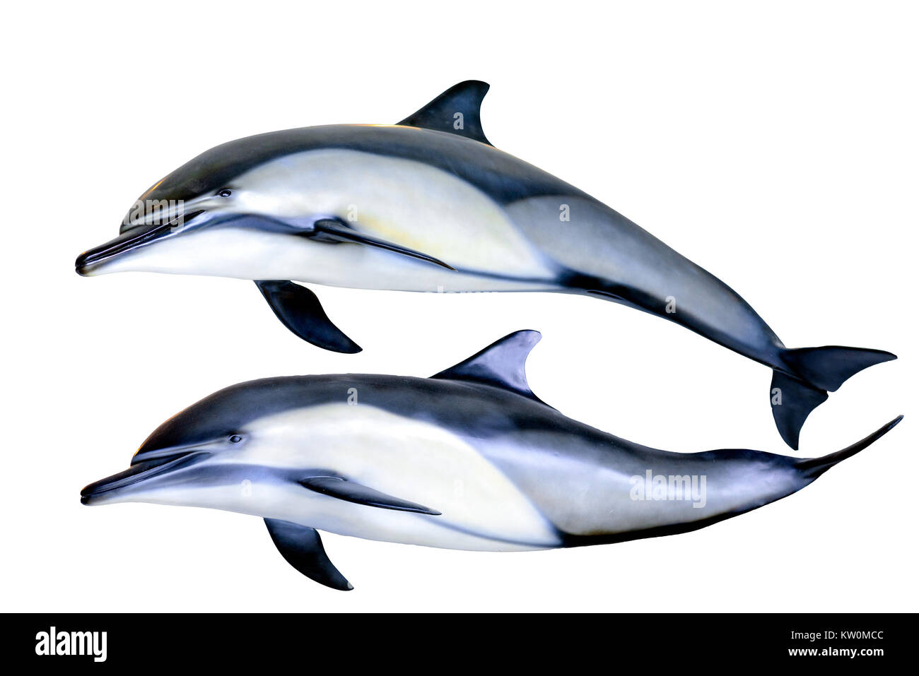 Jumping dolphins isolated on white background Stock Photo - Alamy