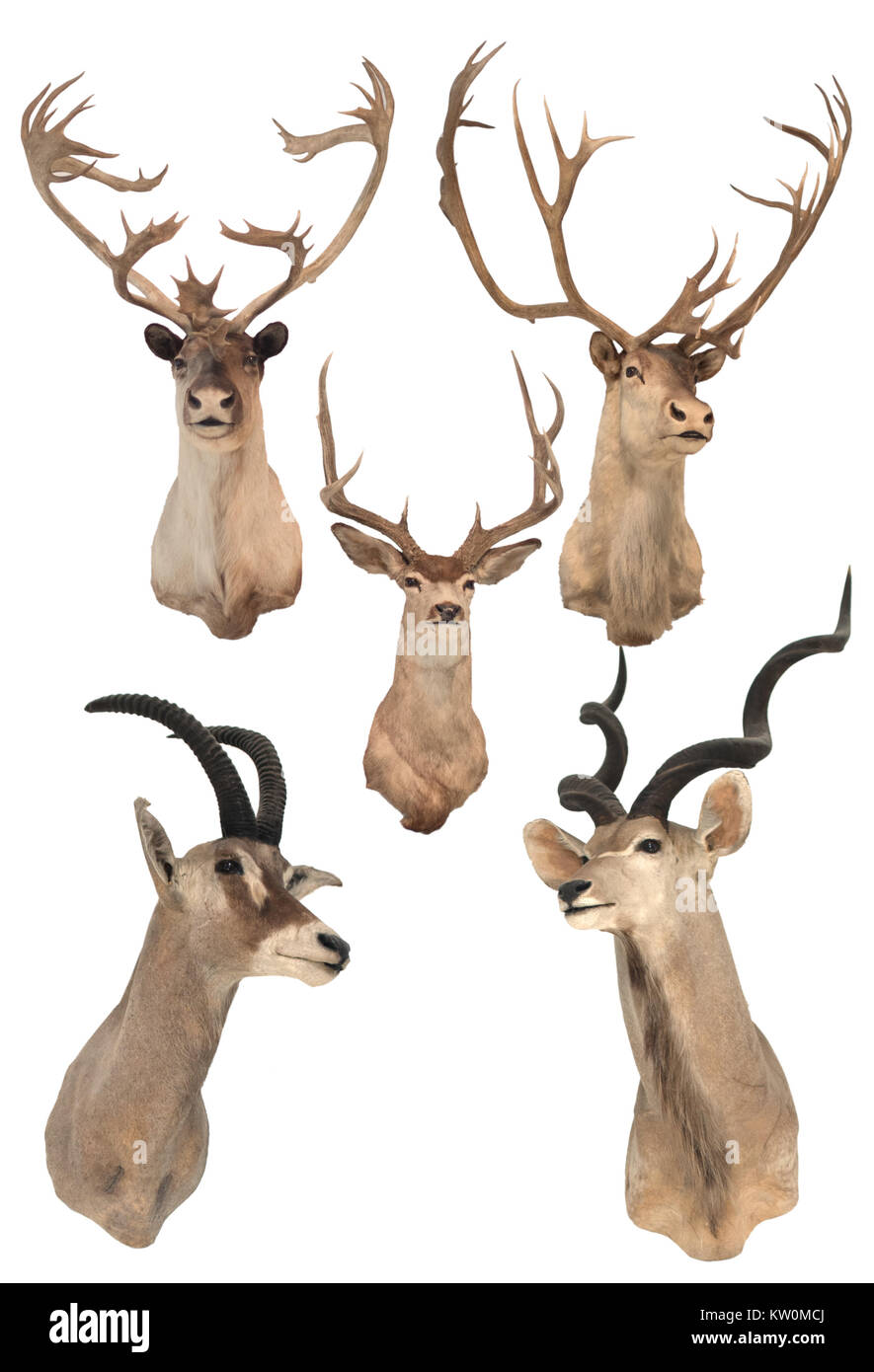Deer heads on the white wall Stock Photo - Alamy