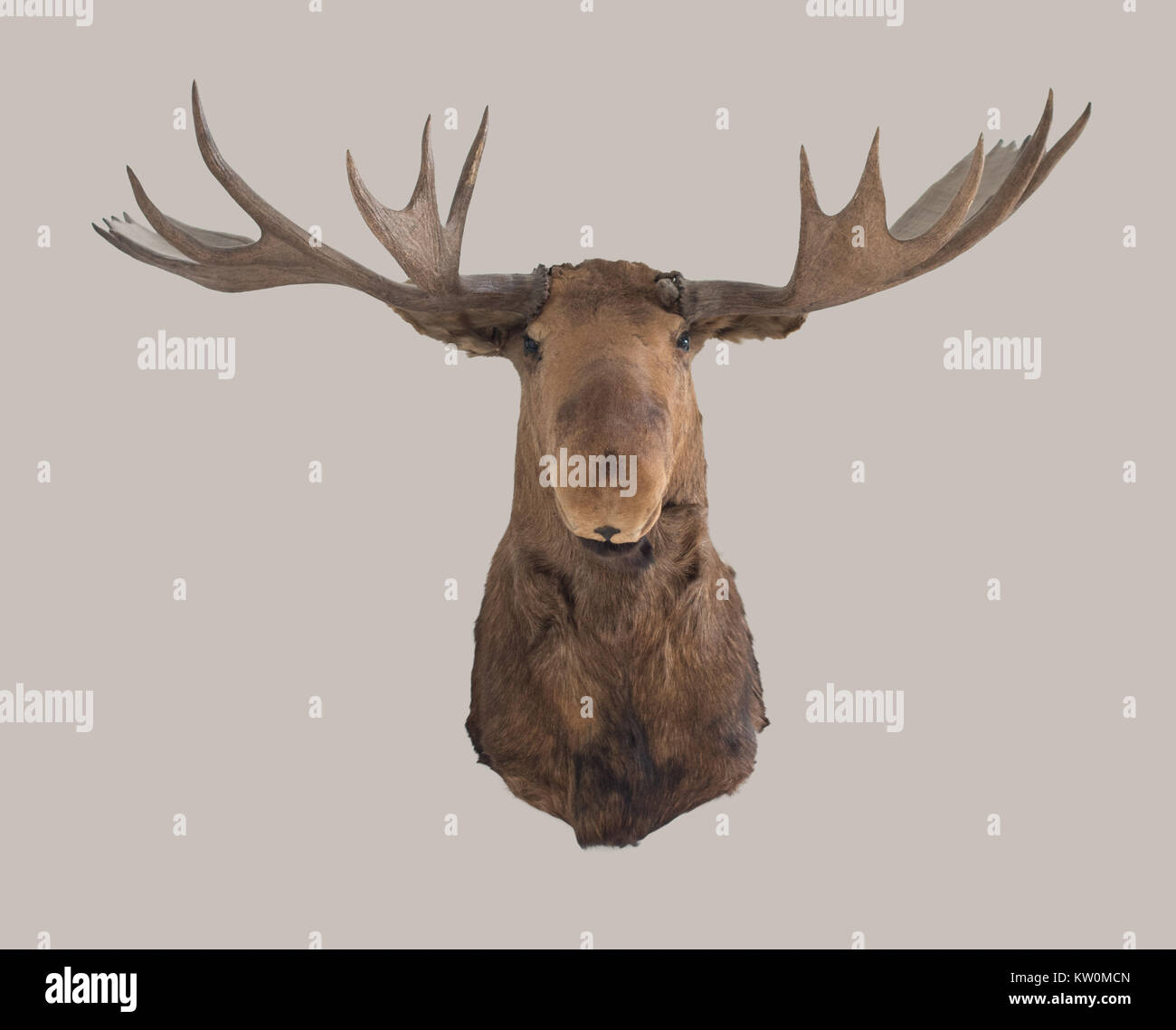 Moose head hi-res stock photography and images - Alamy