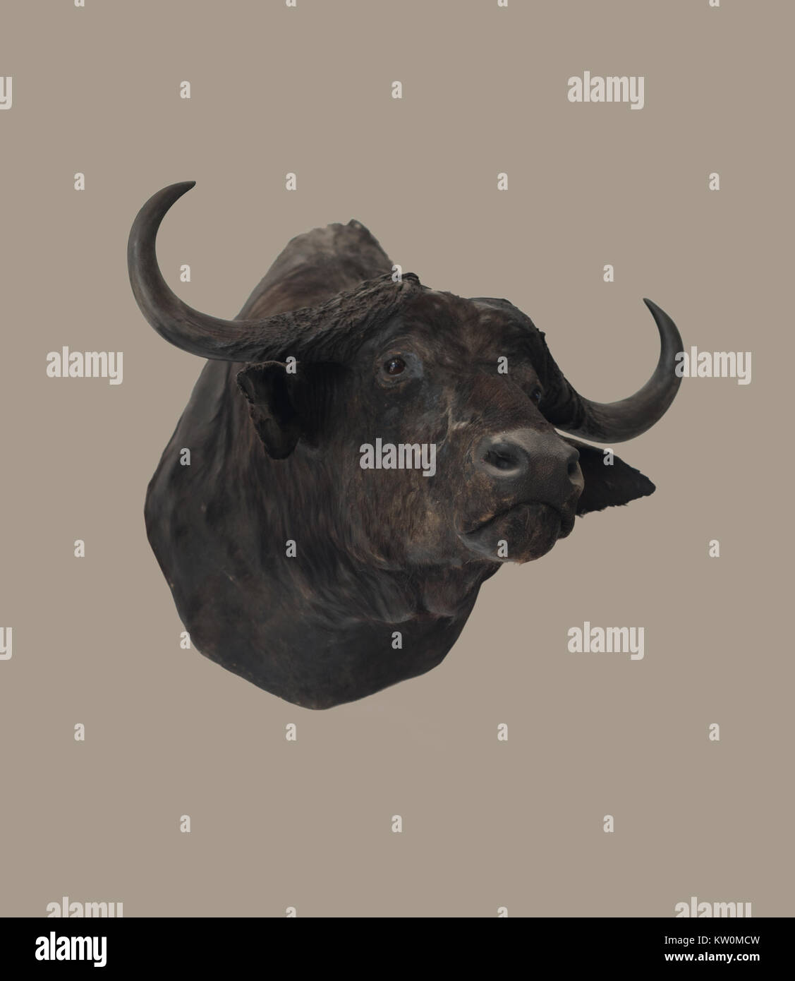 Buffalo head on the wall Stock Photo - Alamy