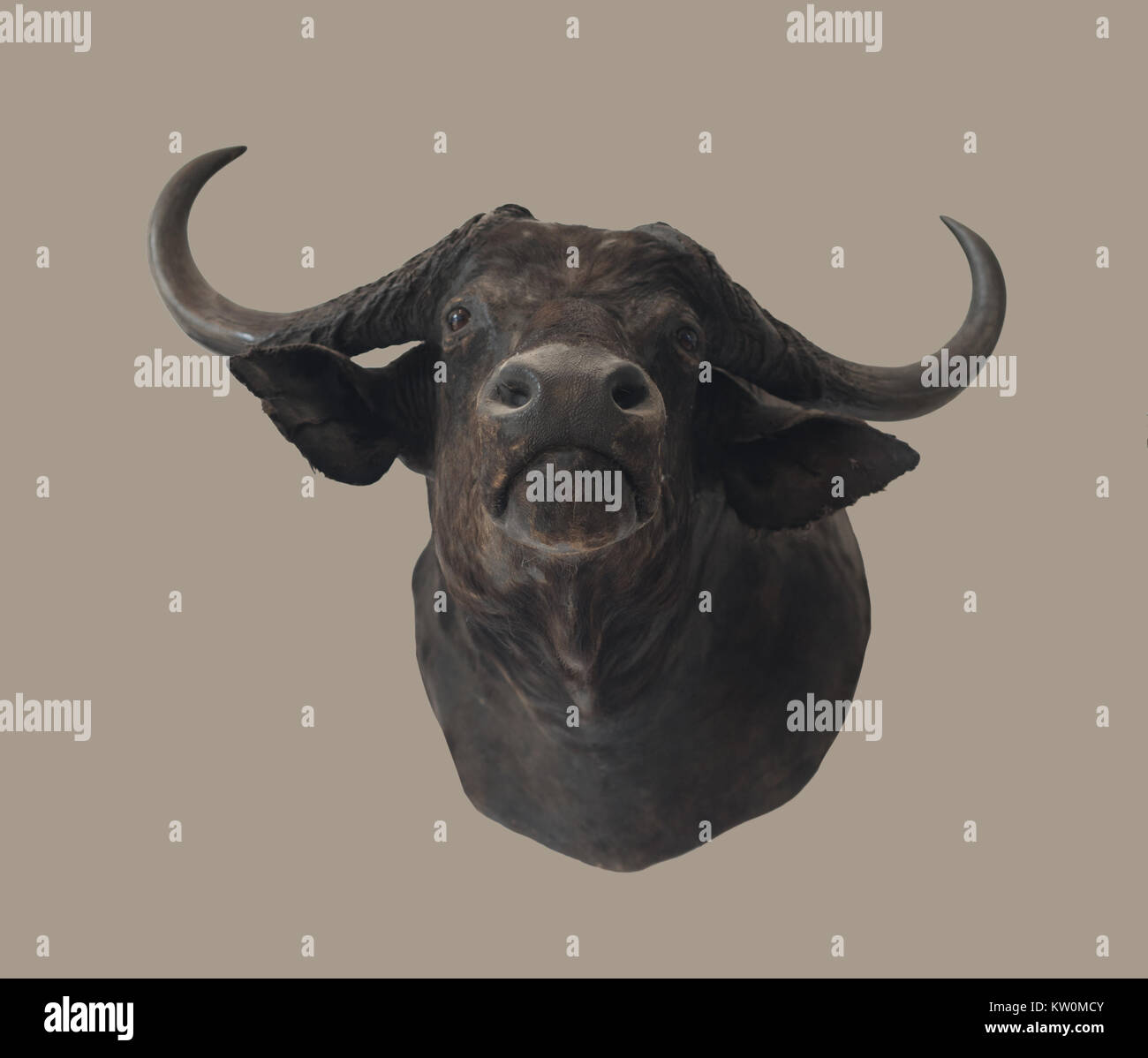 Stuffed bull head hi-res stock photography and images - Alamy