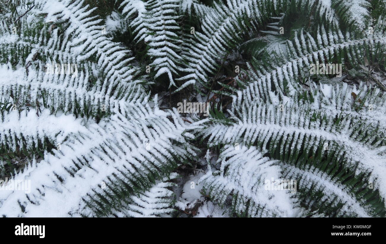 fern cover of snow Stock Photo - Alamy