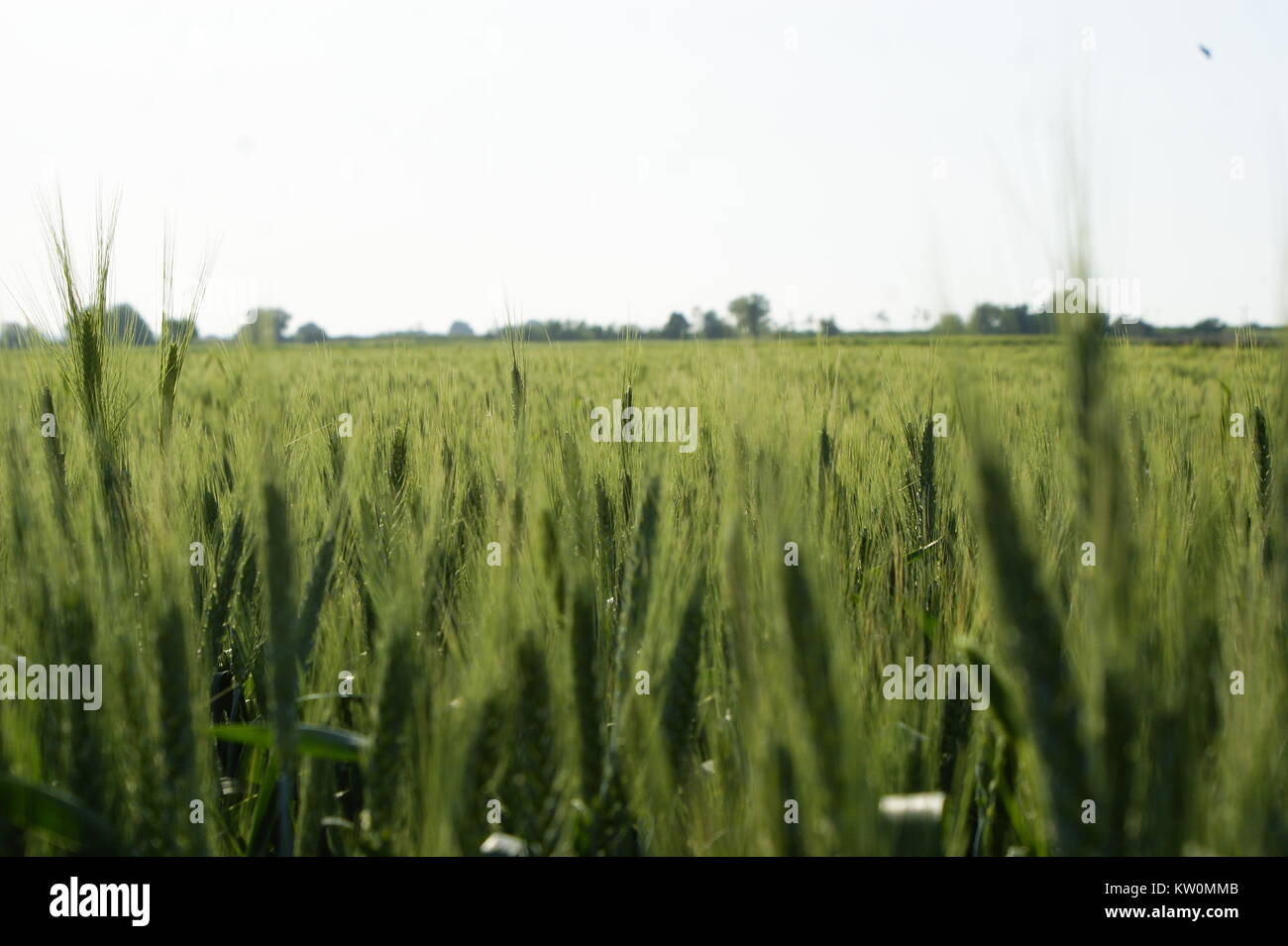 Close up Wheat farm Stock Photo - Alamy