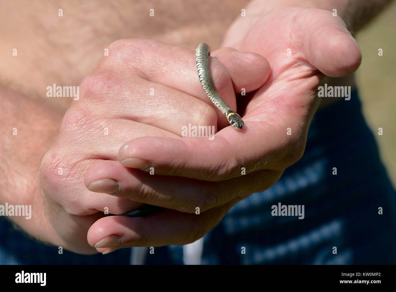 Cub of a grass-snake in male hands Stock Photo - Alamy