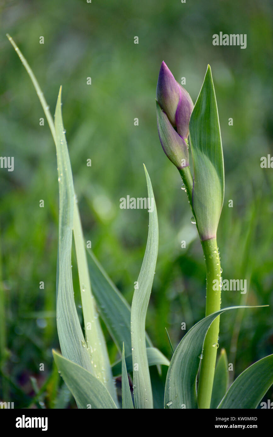 Iris Bud High Resolution Stock Photography and Images - Alamy