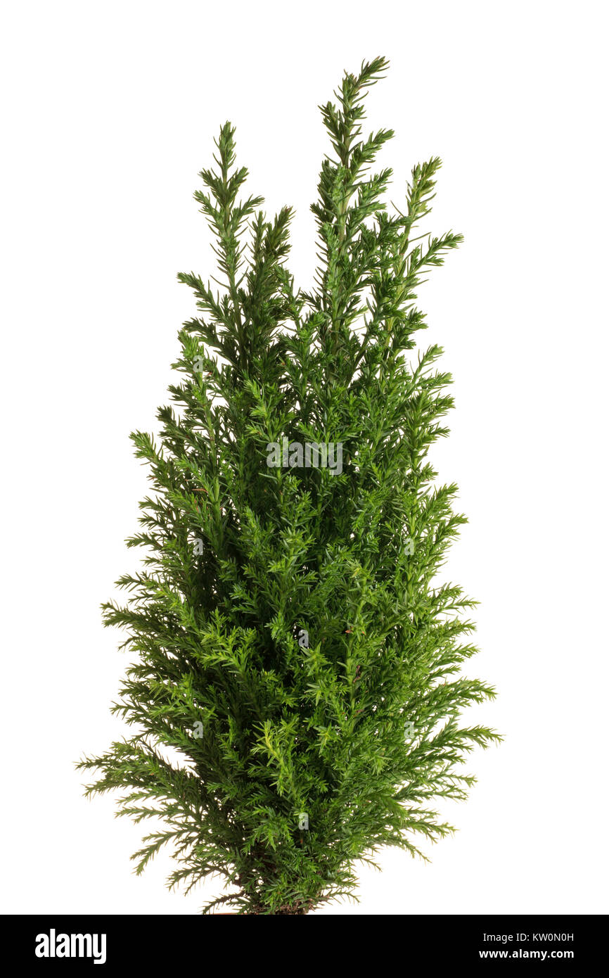 Green little tree hi-res stock photography and images - Alamy