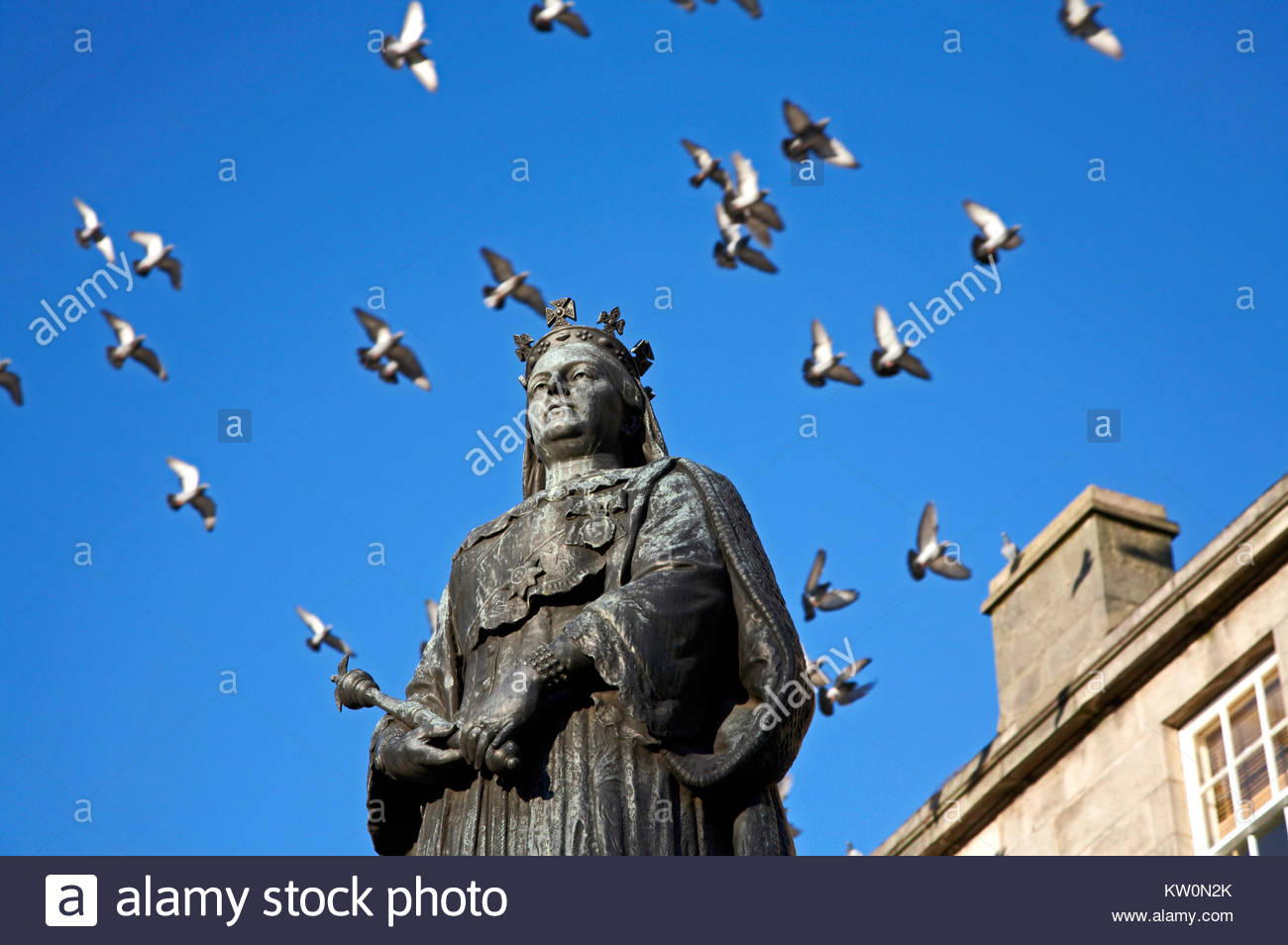 Queen pigeon hi-res stock photography and images - Alamy