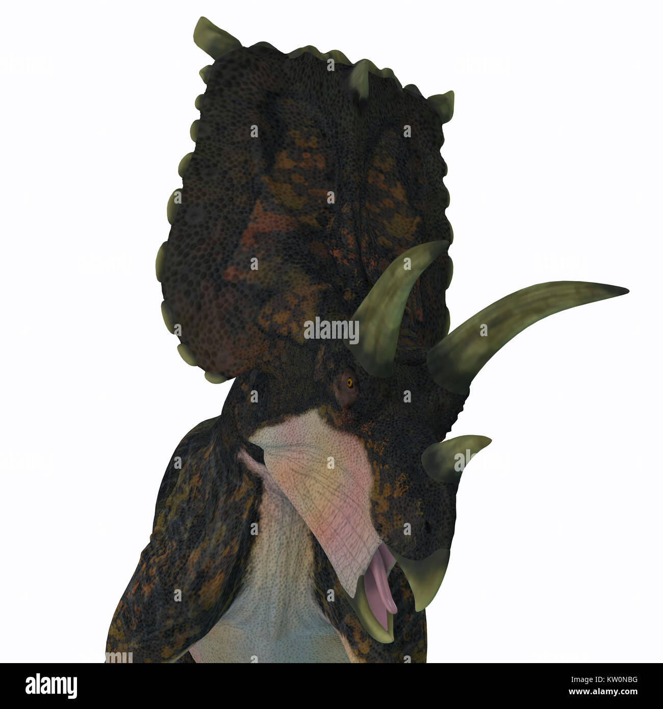 Bravoceratops Dinosaur Head - Bravoceratops was a herbivorous ...