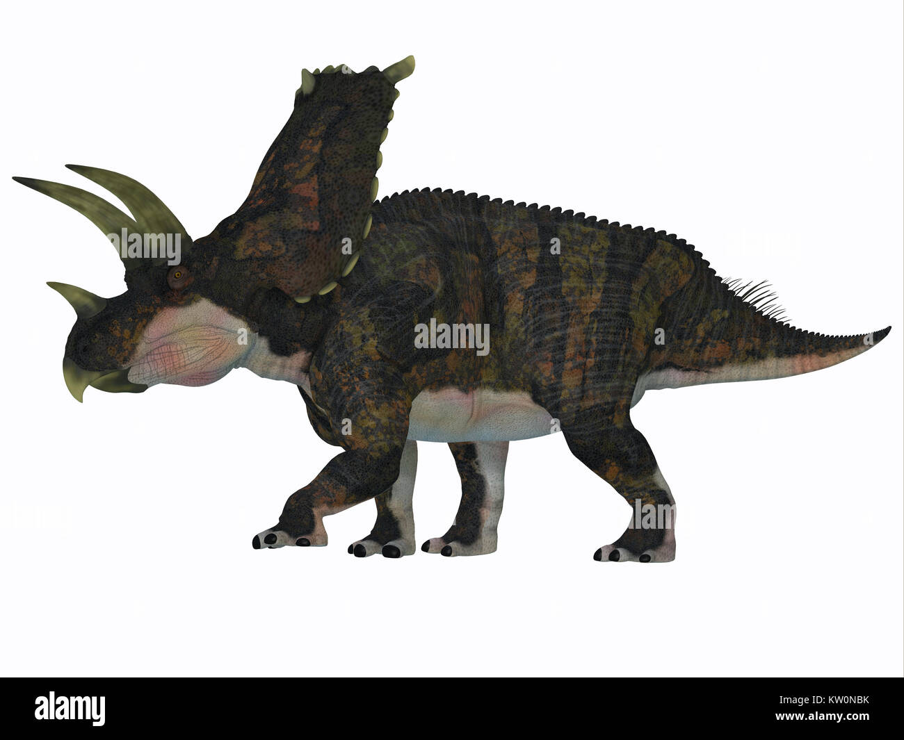 Bravoceratops hi-res stock photography and images - Alamy