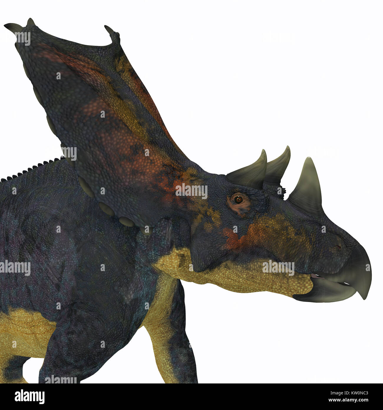Chasmosaurus Dinosaur Head - Chasmosaurus was a herbivorous ceratopsian ...