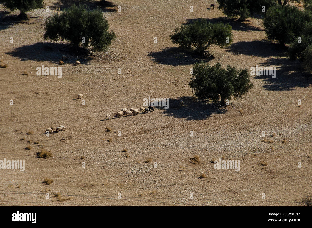 cattle in search of the shadow of the olive trees in an internal valley ...