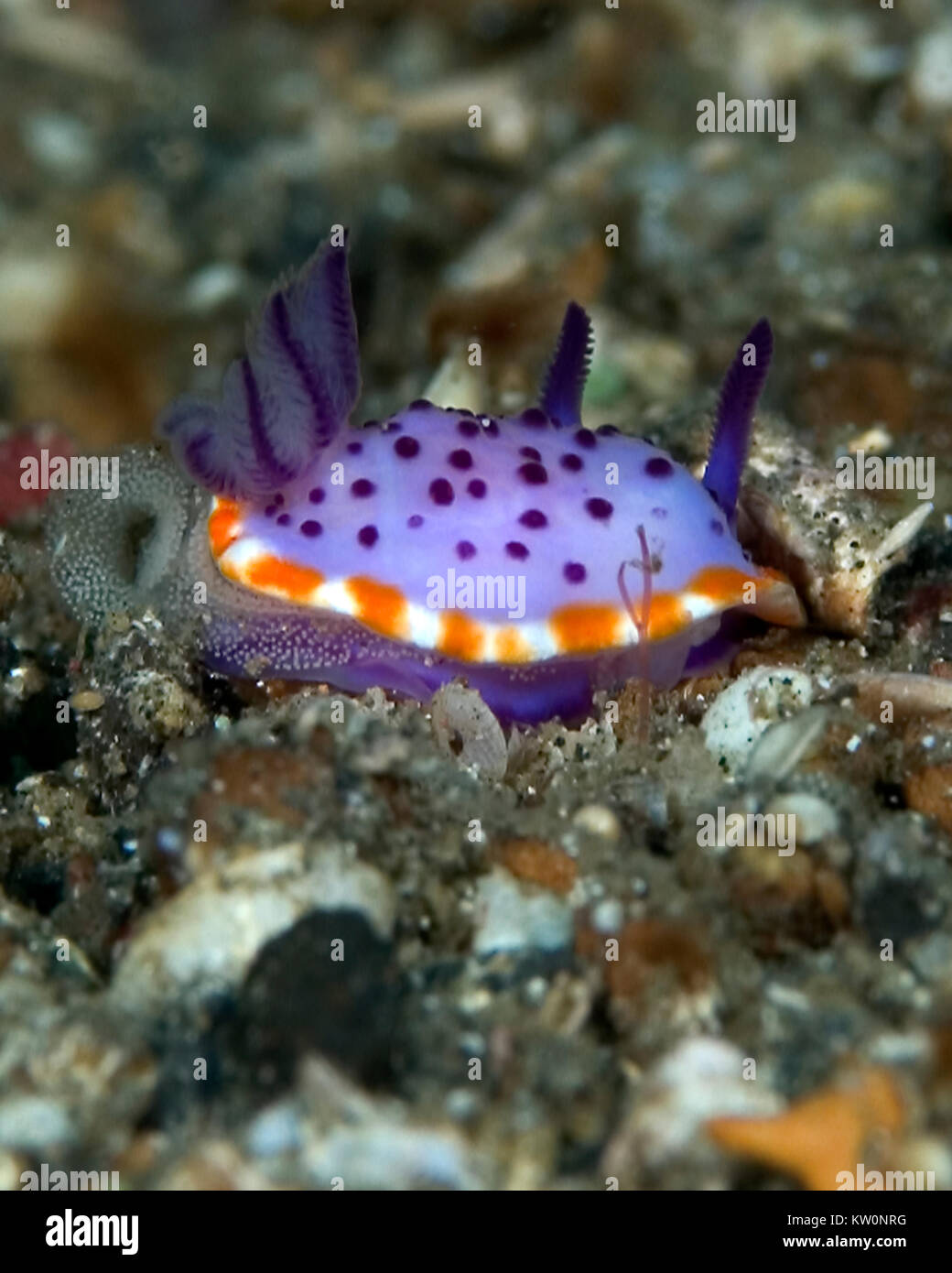 Purple Sea Slug