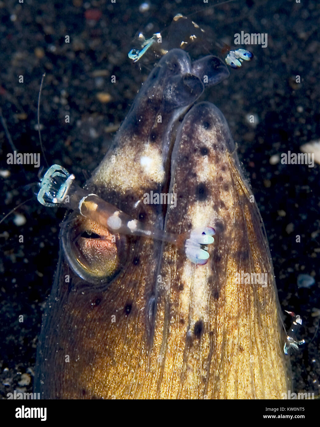 Burrowing eel hi-res stock photography and images - Alamy