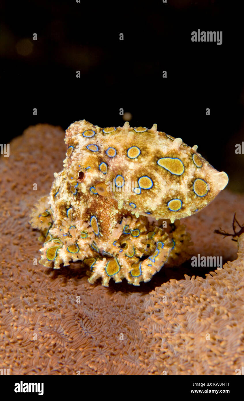 GREATER BLUE-RINGED OCTOPUS (HAPALOCHLAENA LUNULATA Stock Photo - Alamy
