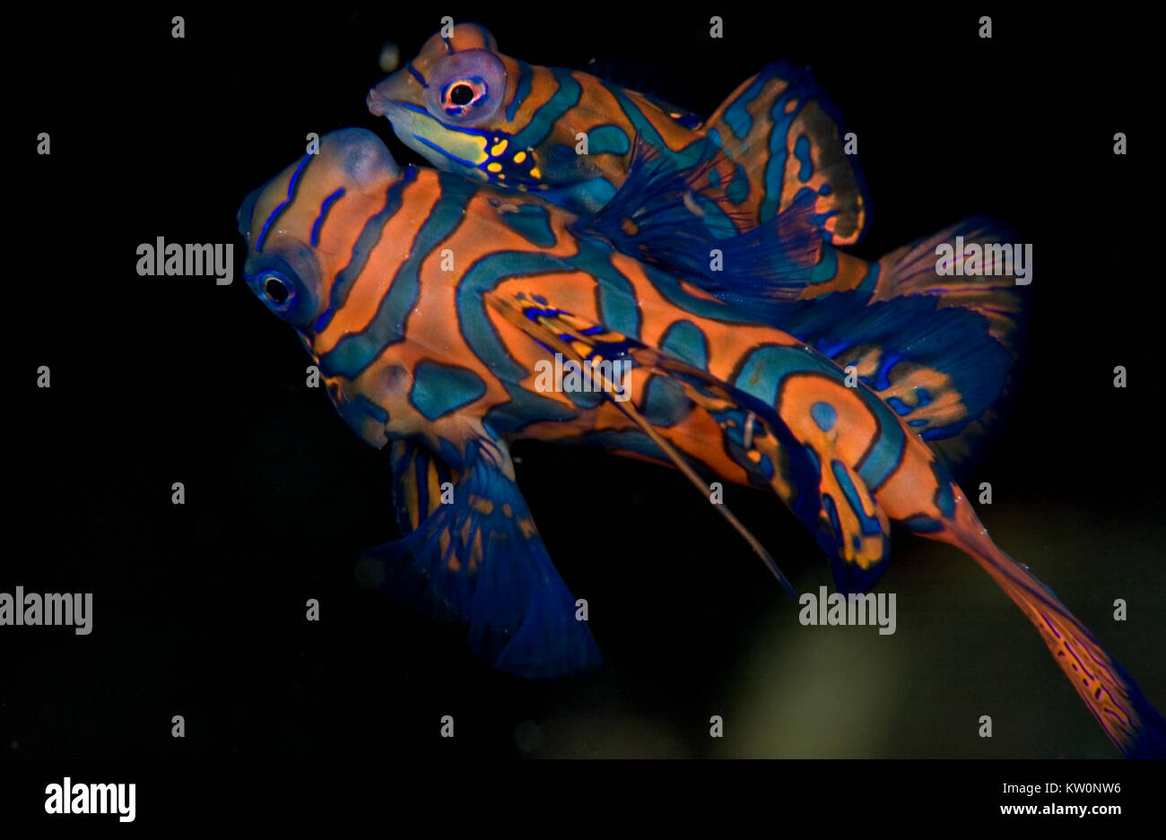 Psychedelic Mandarin Fish