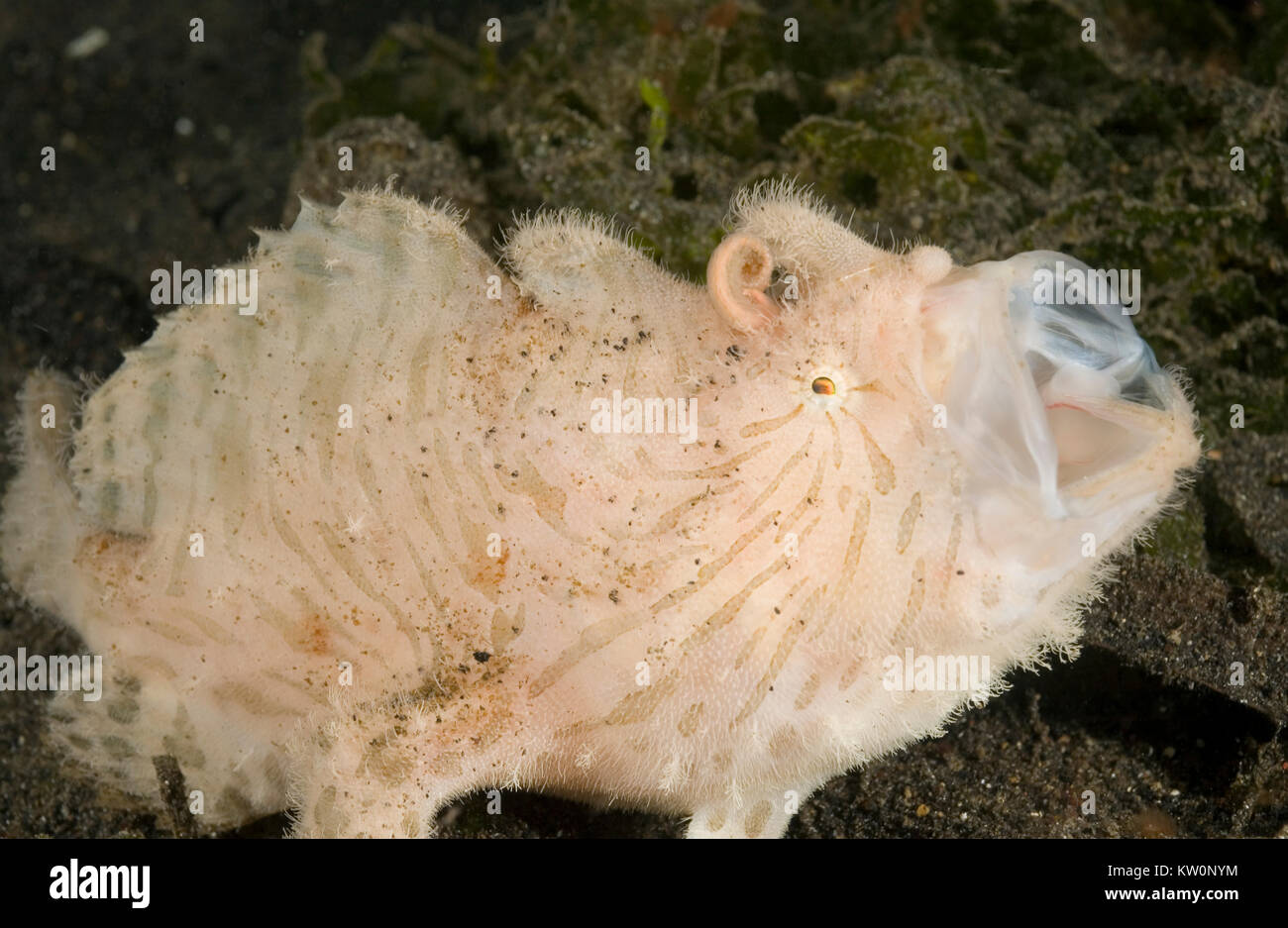 STRIPED FROGFISH (ANTENNARIUS STRIATUS) WITH WORM LIKE LURE - HAIRY ...
