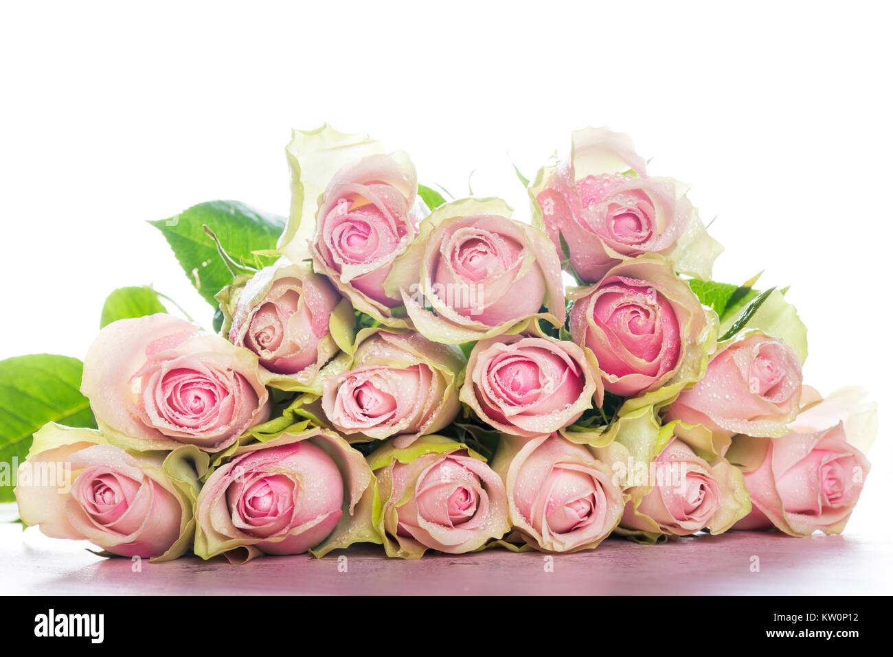Beautiful bunch of two colored roses on pink background, isolated image ...