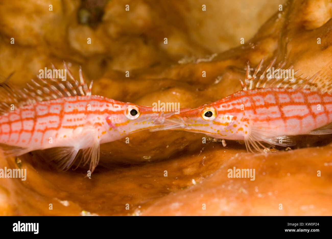 Long nose hawk fish hi-res stock photography and images - Alamy