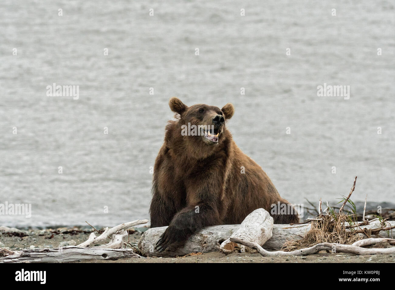 A Brown Bear Sow On The Beach Along The Cook Inlet At The Mcneil River