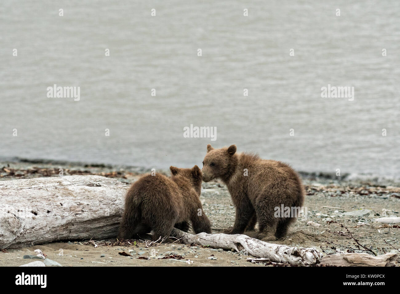 Brown bear spring cubs explore the beach along the Cook Inlet at the ...