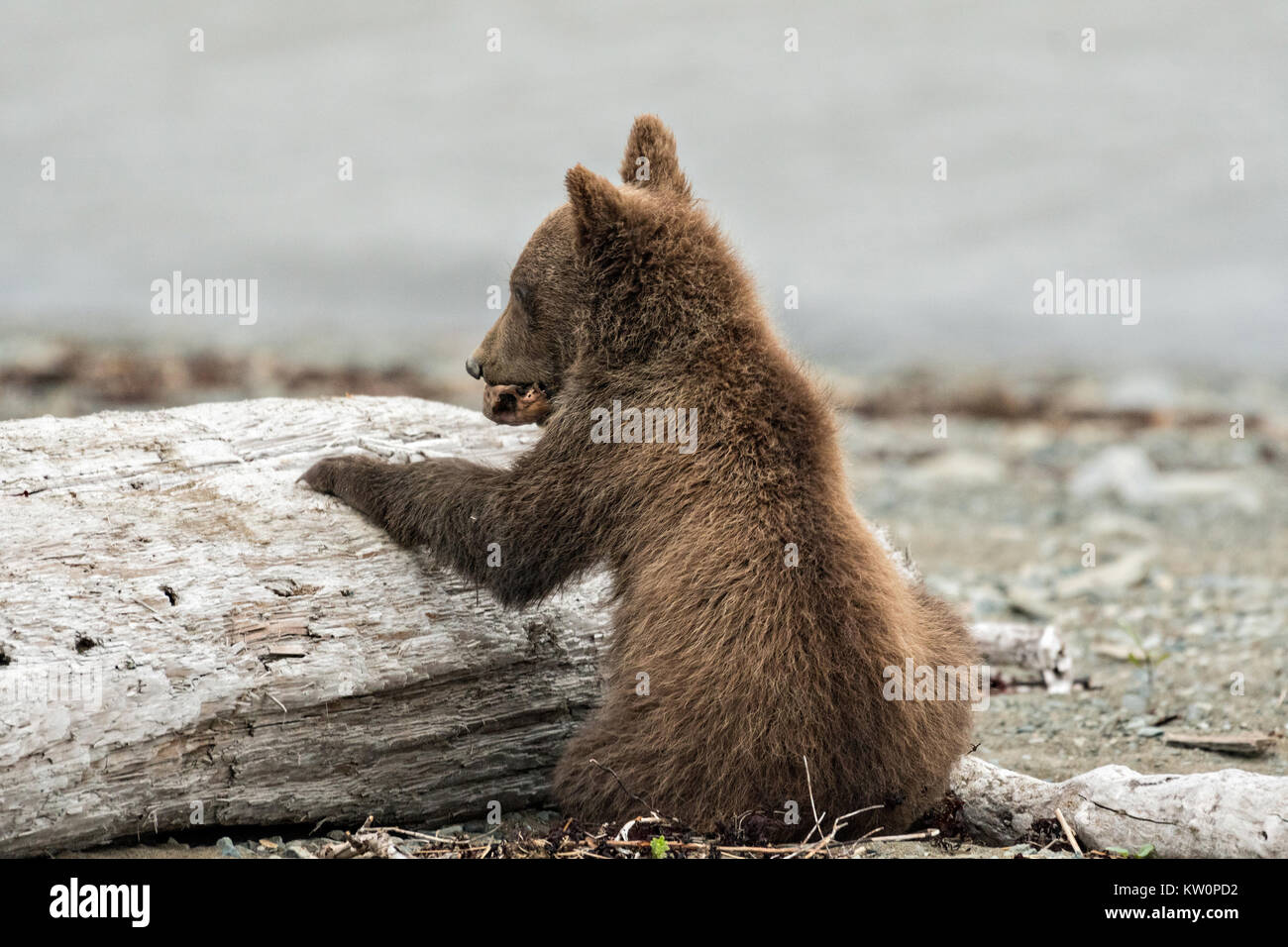 A brown bear spring cub explores the beach along the Cook Inlet at the ...