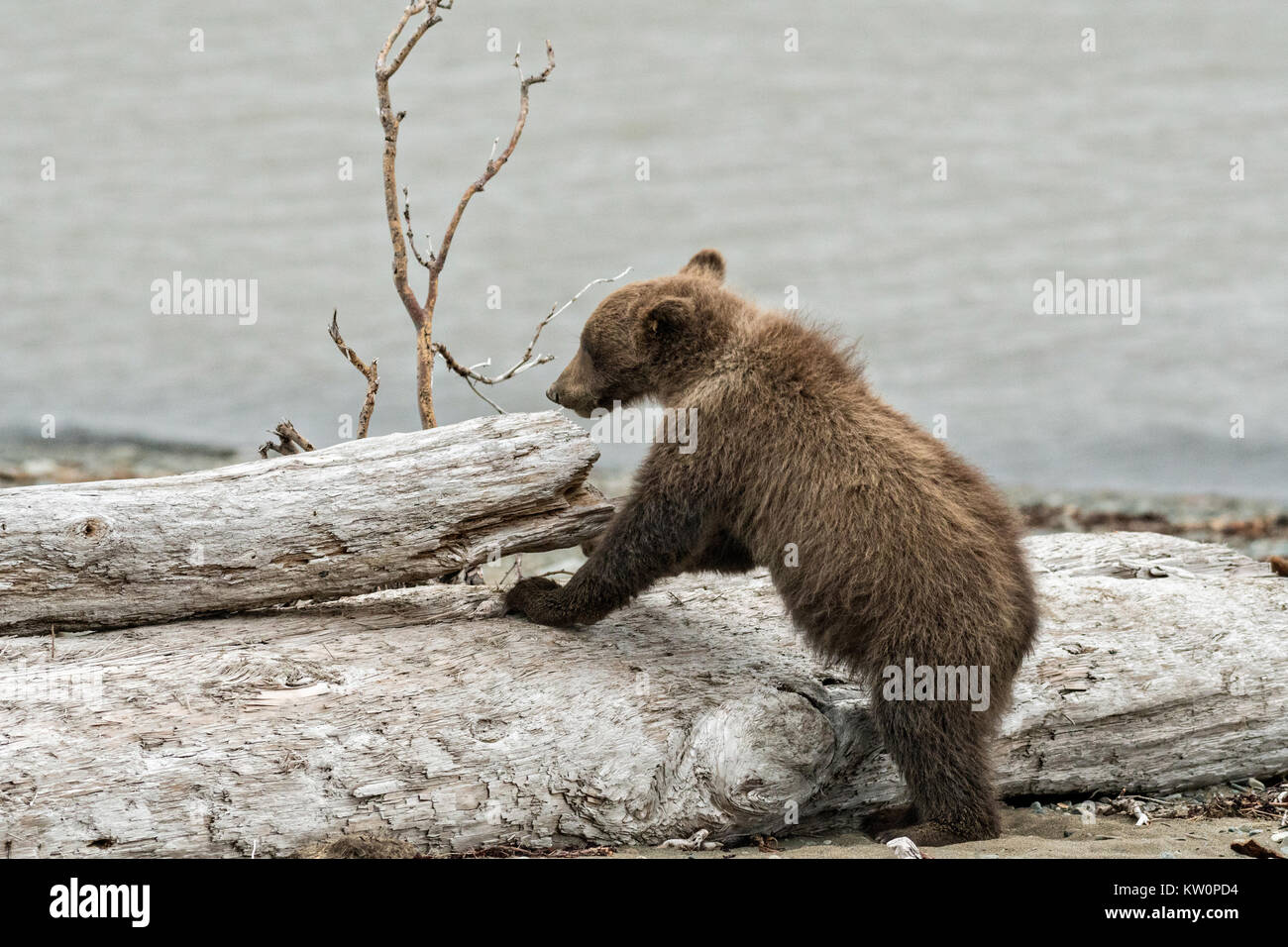 A brown bear spring cub explores the beach along the Cook Inlet at the ...