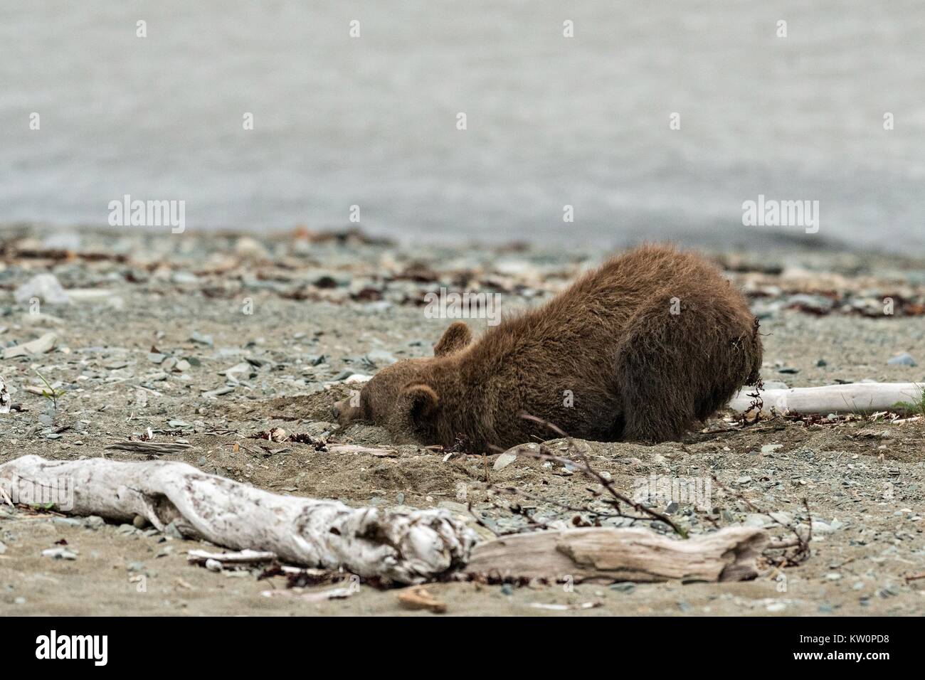 Bear cubs in sand hi-res stock photography and images - Alamy