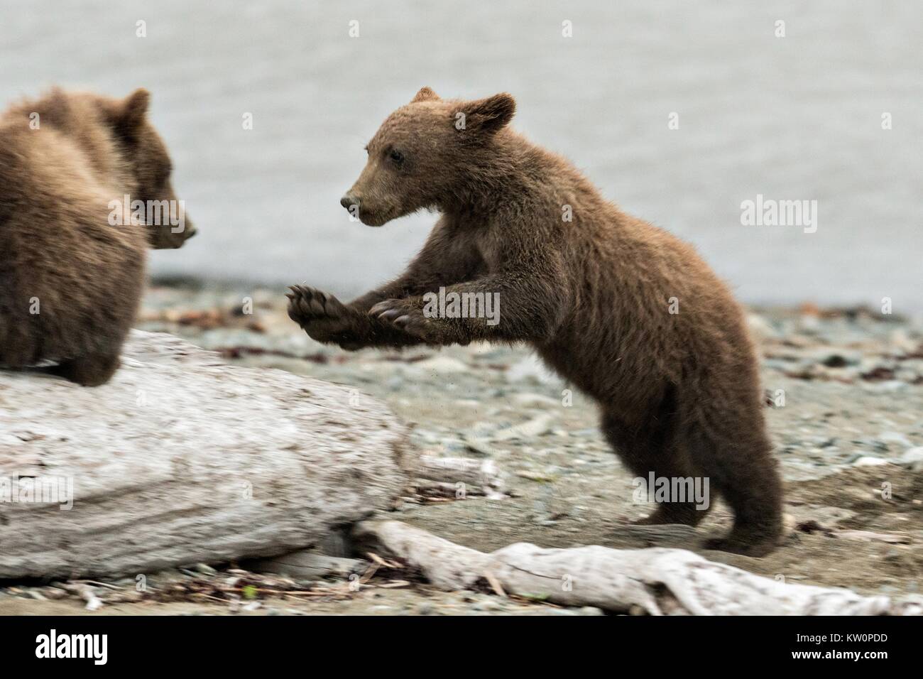Brown bear spring cubs play on the beach along the Cook Inlet at the ...