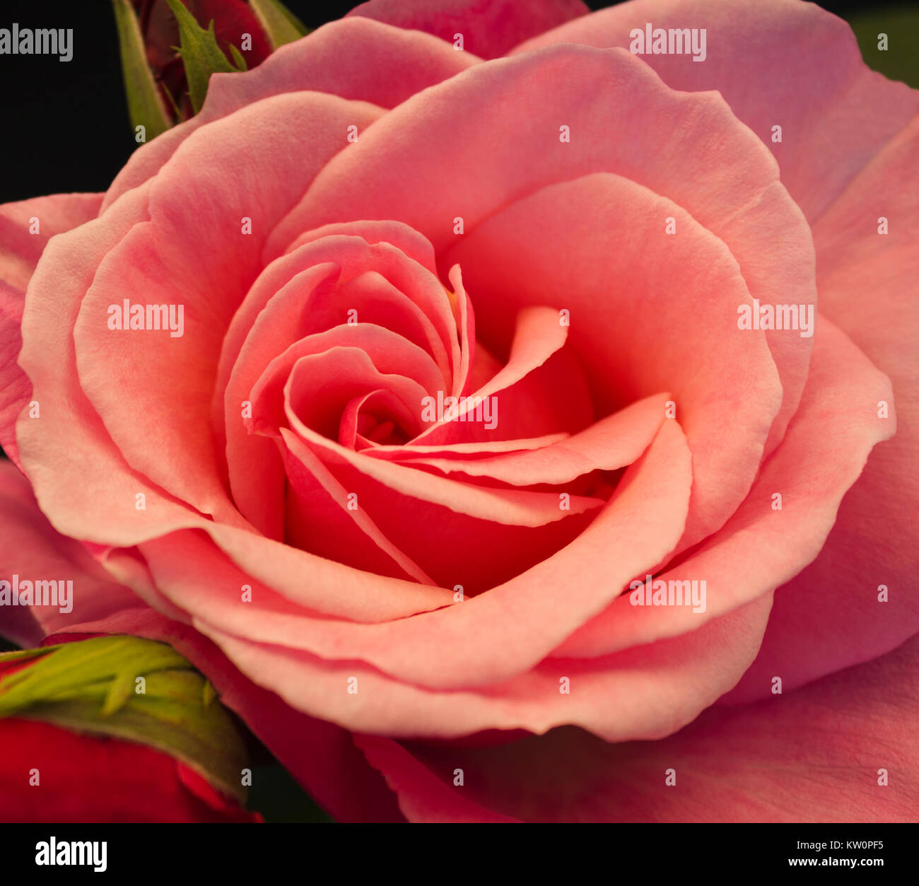 Pink Rose Close-up Stock Photo - Alamy