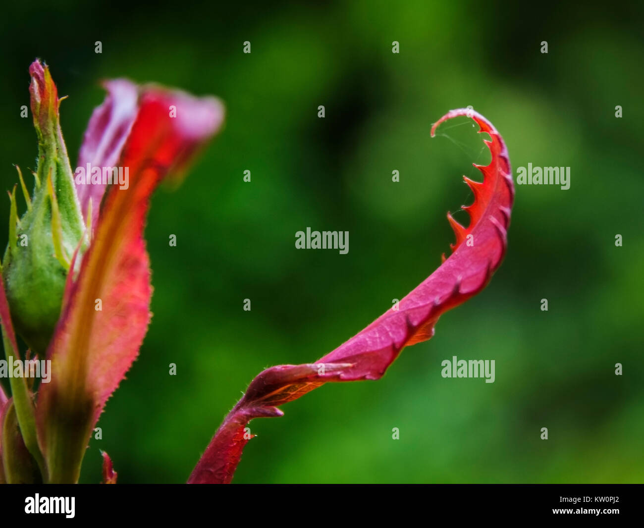 Fresh young shoots spring hi-res stock photography and images - Alamy