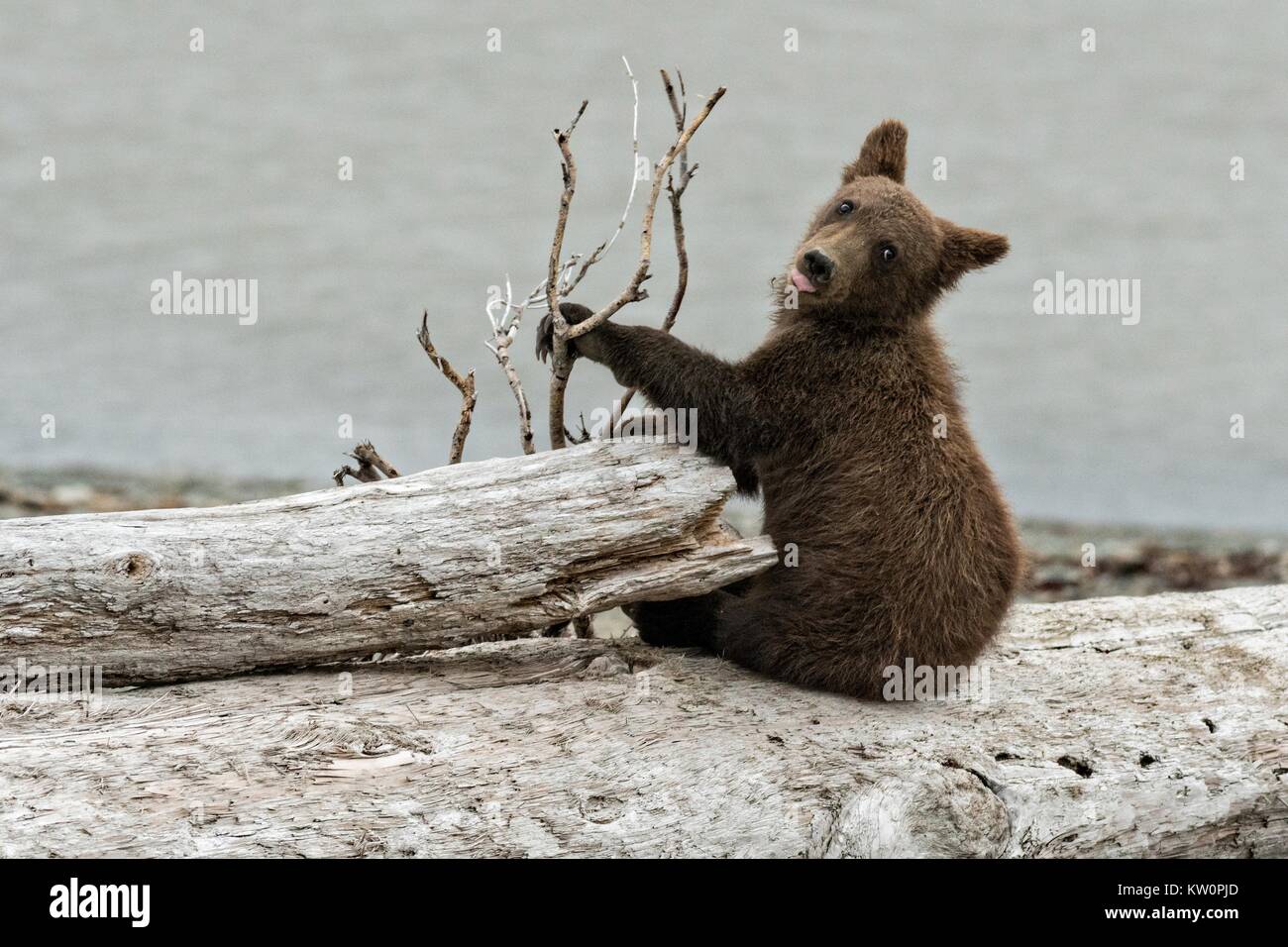 A brown bear spring cub chews on driftwood on the beach along the Cook ...