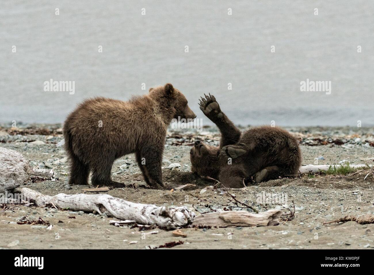 Brown bear spring cubs play fight on the beach along the Cook Inlet at ...