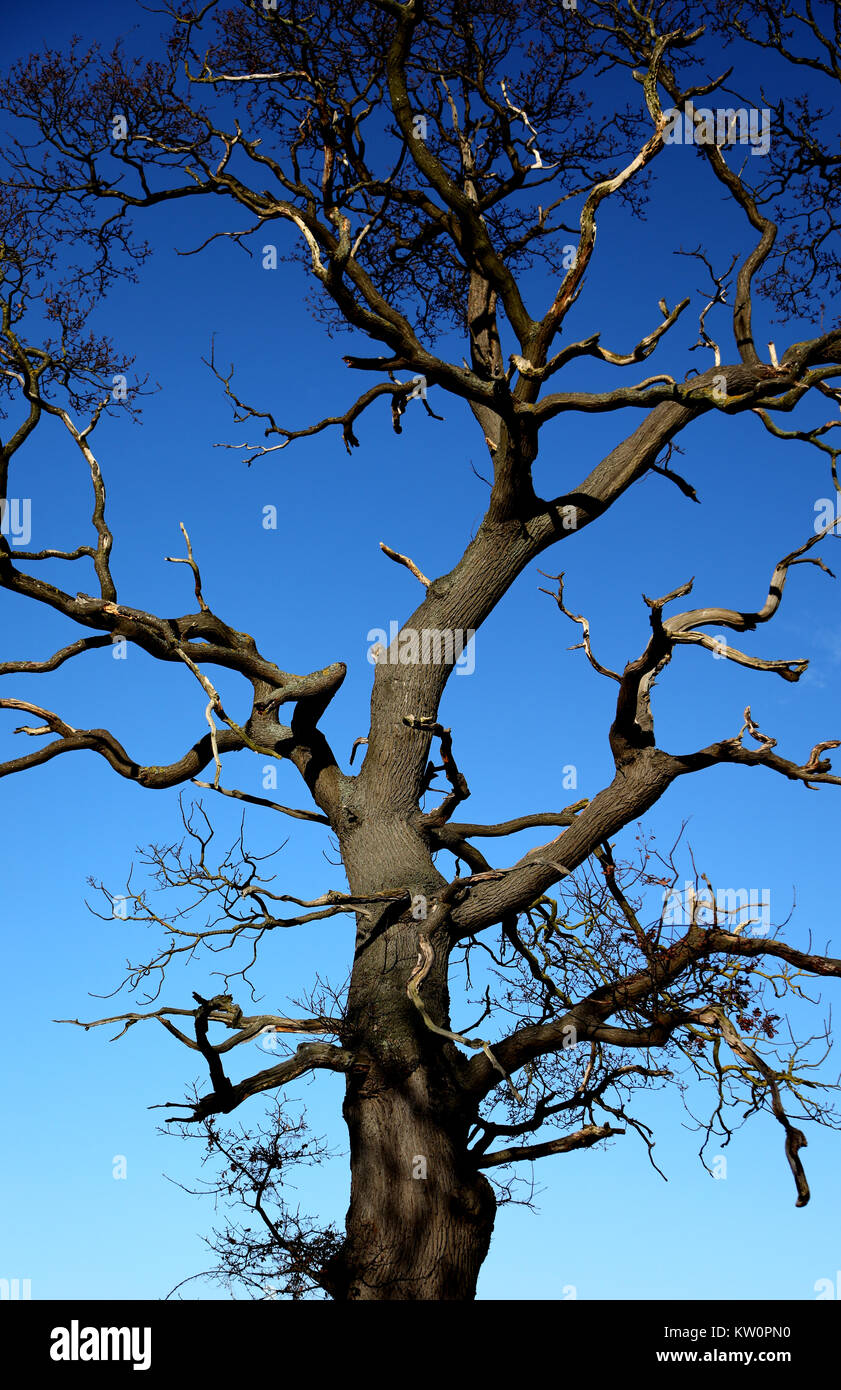Twisty Branches High Resolution Stock Photography and Images - Alamy