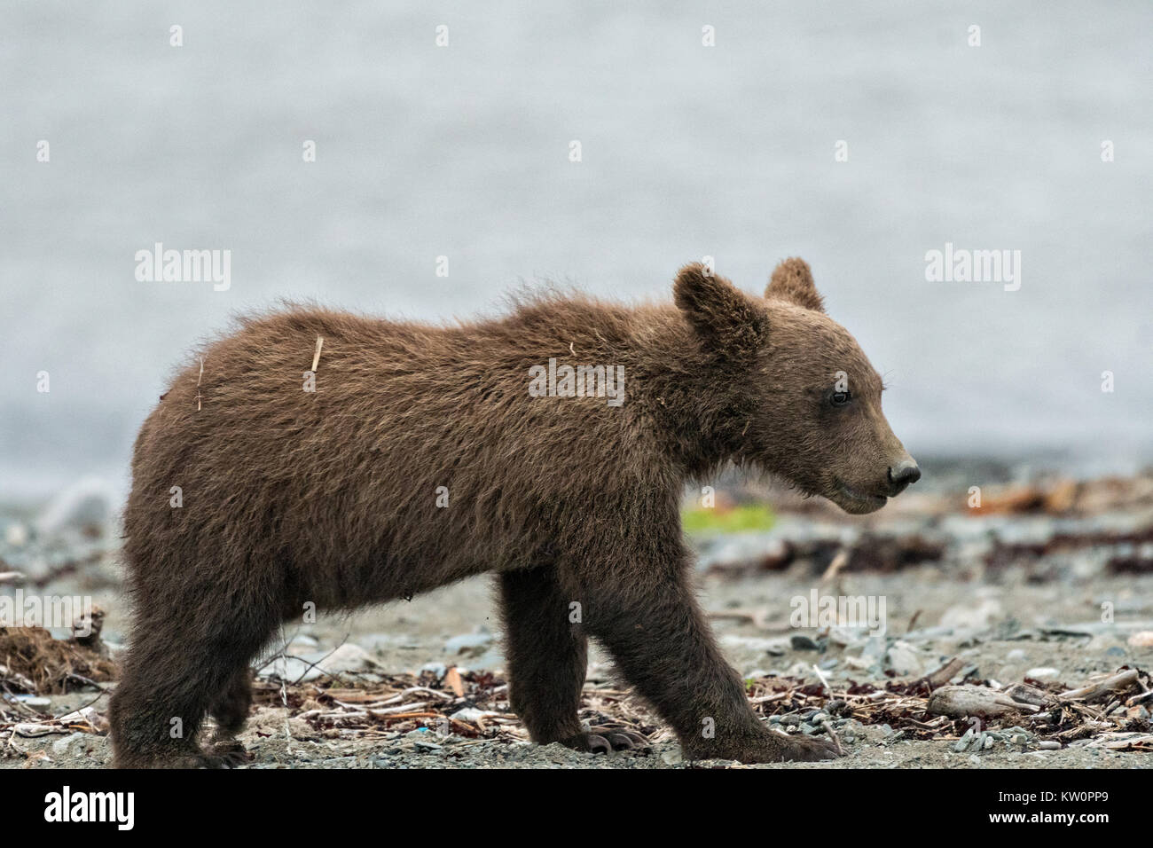 A brown bear spring cub explores the beach along the Cook Inlet at the ...