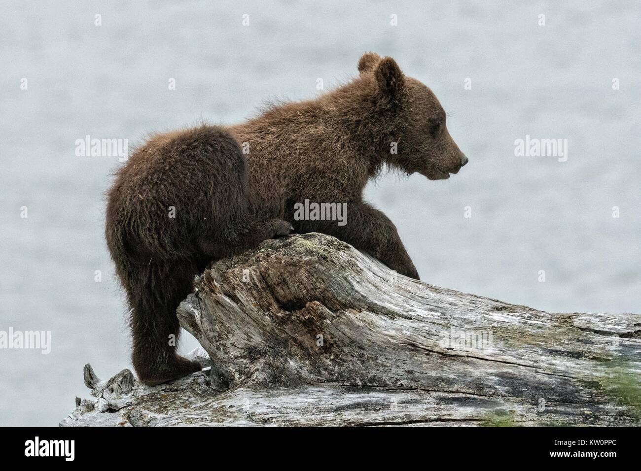 A brown bear spring cub explores the beach along the Cook Inlet at the ...