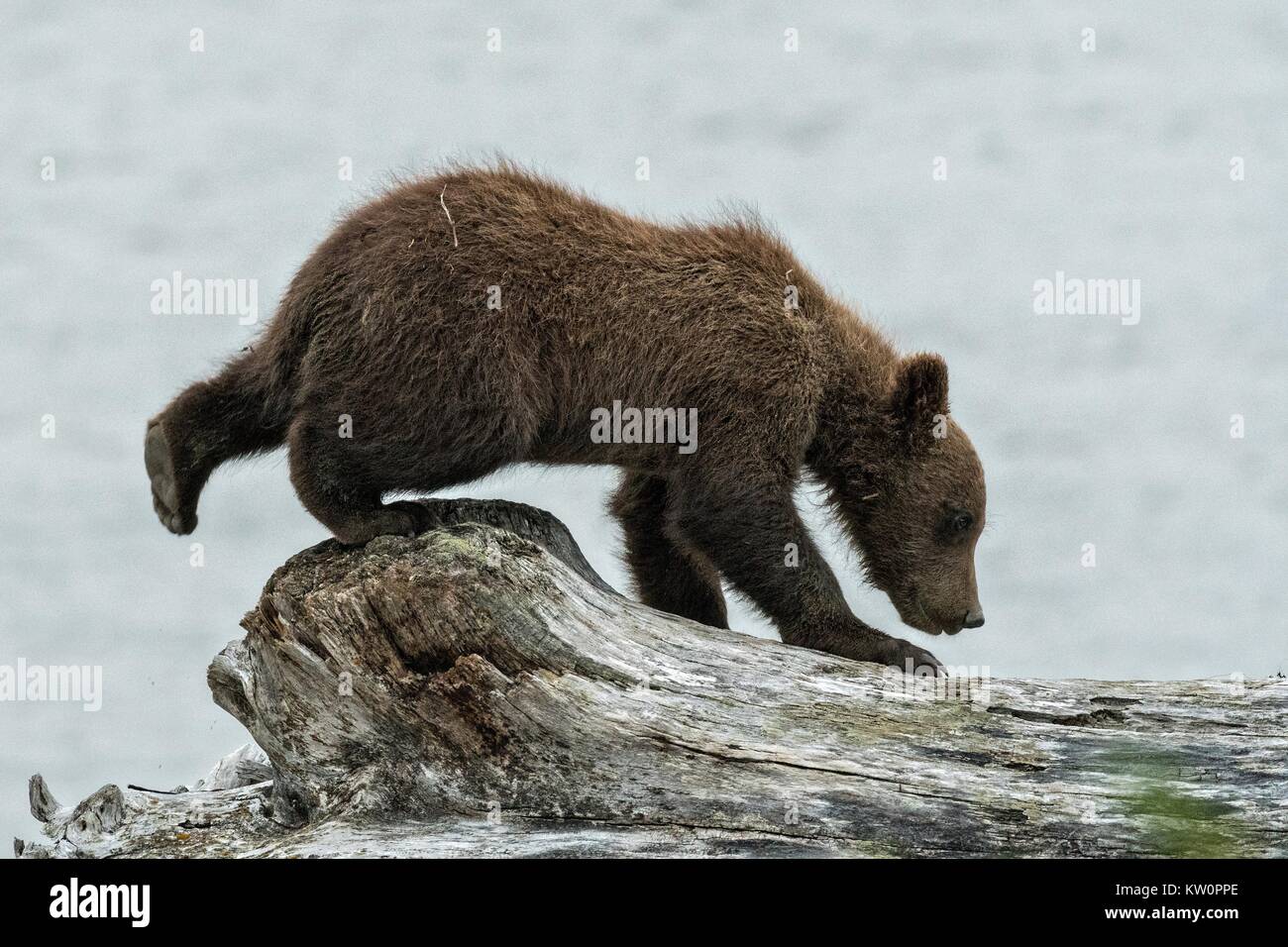 A brown bear spring cub explores the beach along the Cook Inlet at the ...