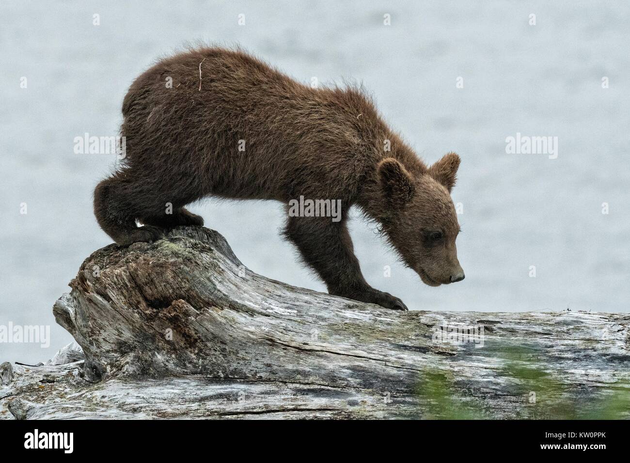 A brown bear spring cub explores the beach along the Cook Inlet at the ...