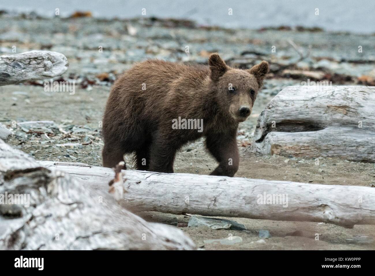 A brown bear spring cub explores the beach along the Cook Inlet at the ...