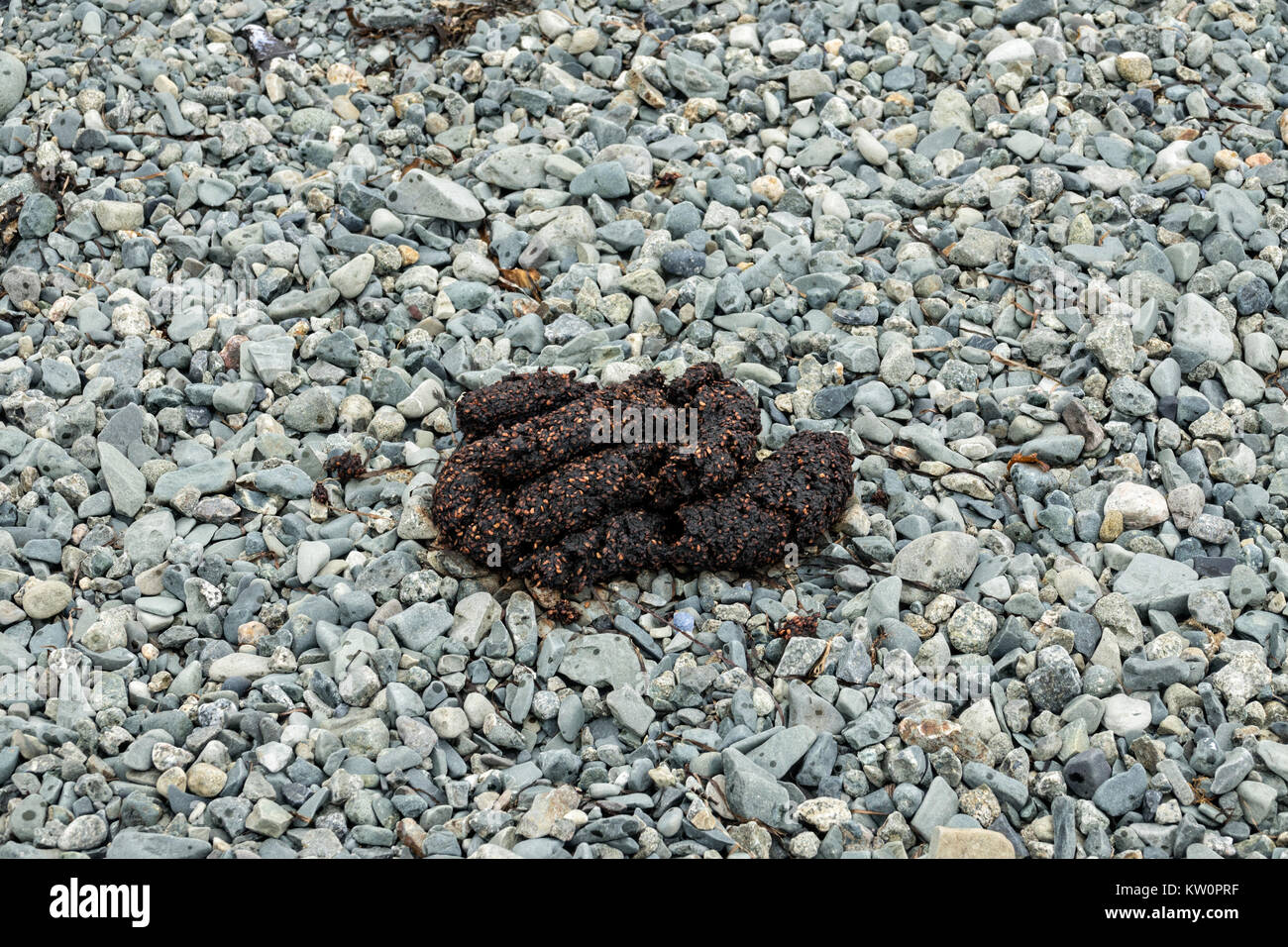 Fresh brown bear scat on the beach along the Cook Inlet at the McNeil ...