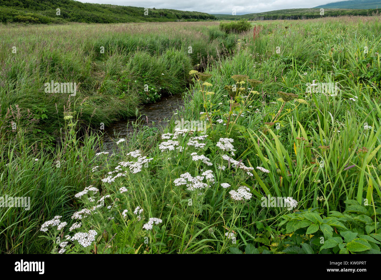 Spring Drinking Water Flows High Resolution Stock Photography and ...