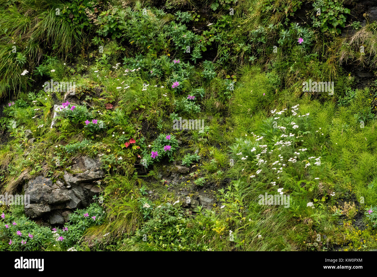 Wildflowers grow out of rocky outcrops on the cliff face along the Cook ...