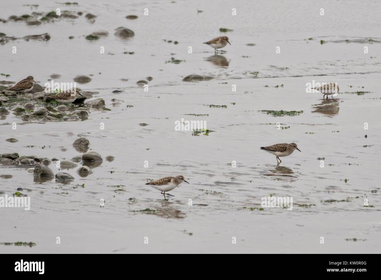 Worlds largest sandpiper hi-res stock photography and images - Alamy