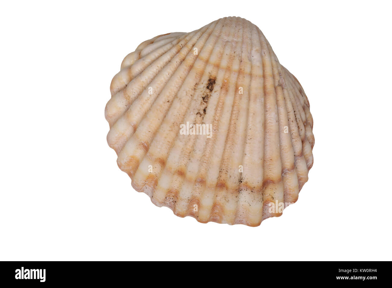 Sea shell isolated on a white background Stock Photo - Alamy